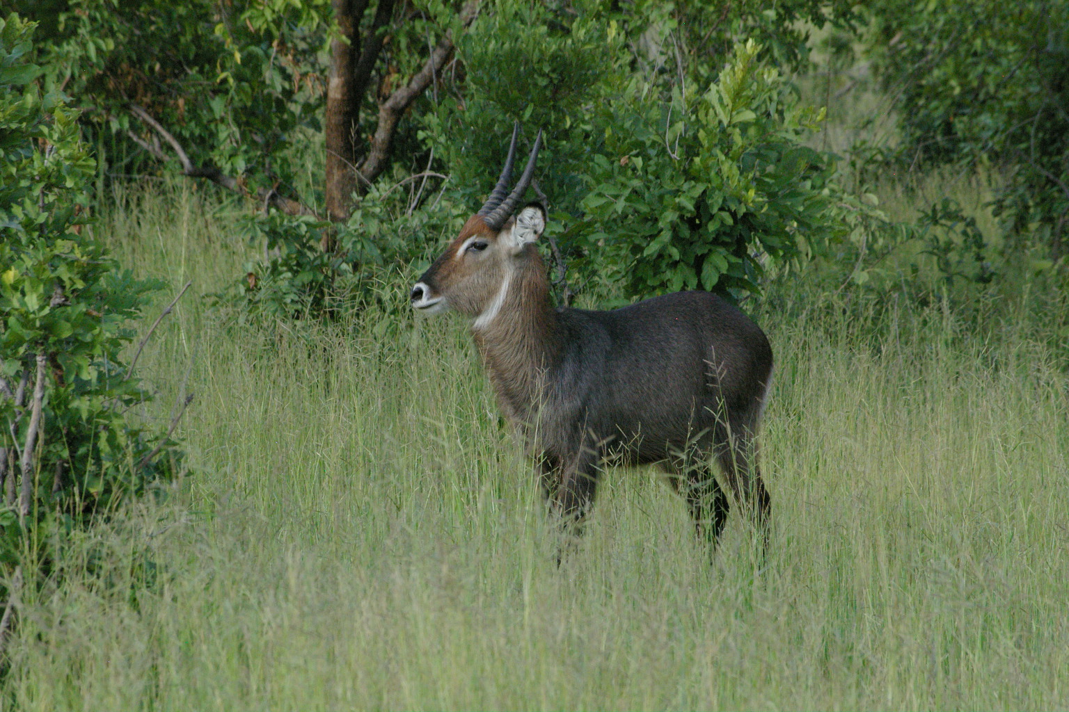 antilope | Colors of Zanzibar
