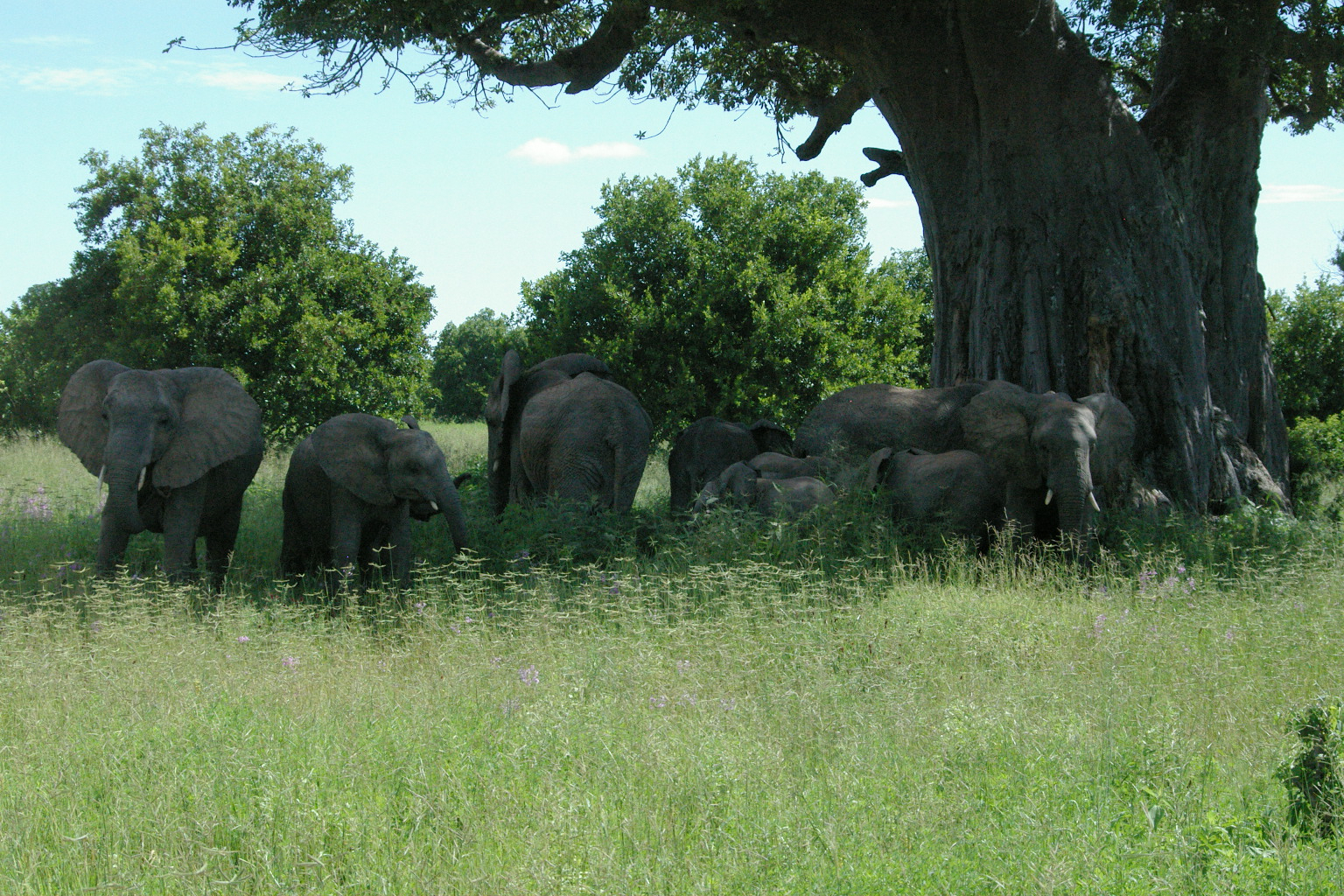 elephants under a tree | Colors of Zanzibar