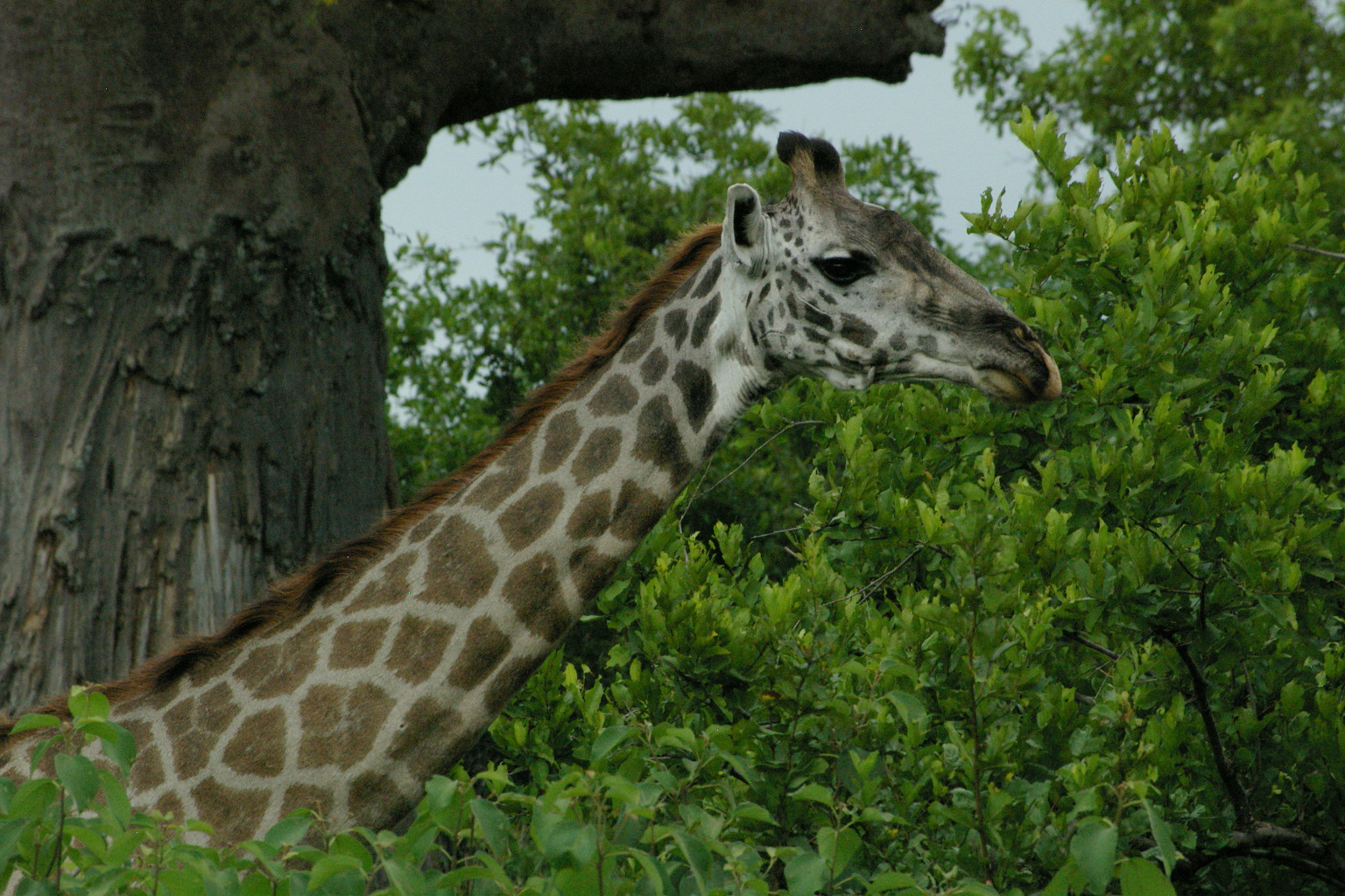 giraffe profile | Colors of Zanzibar