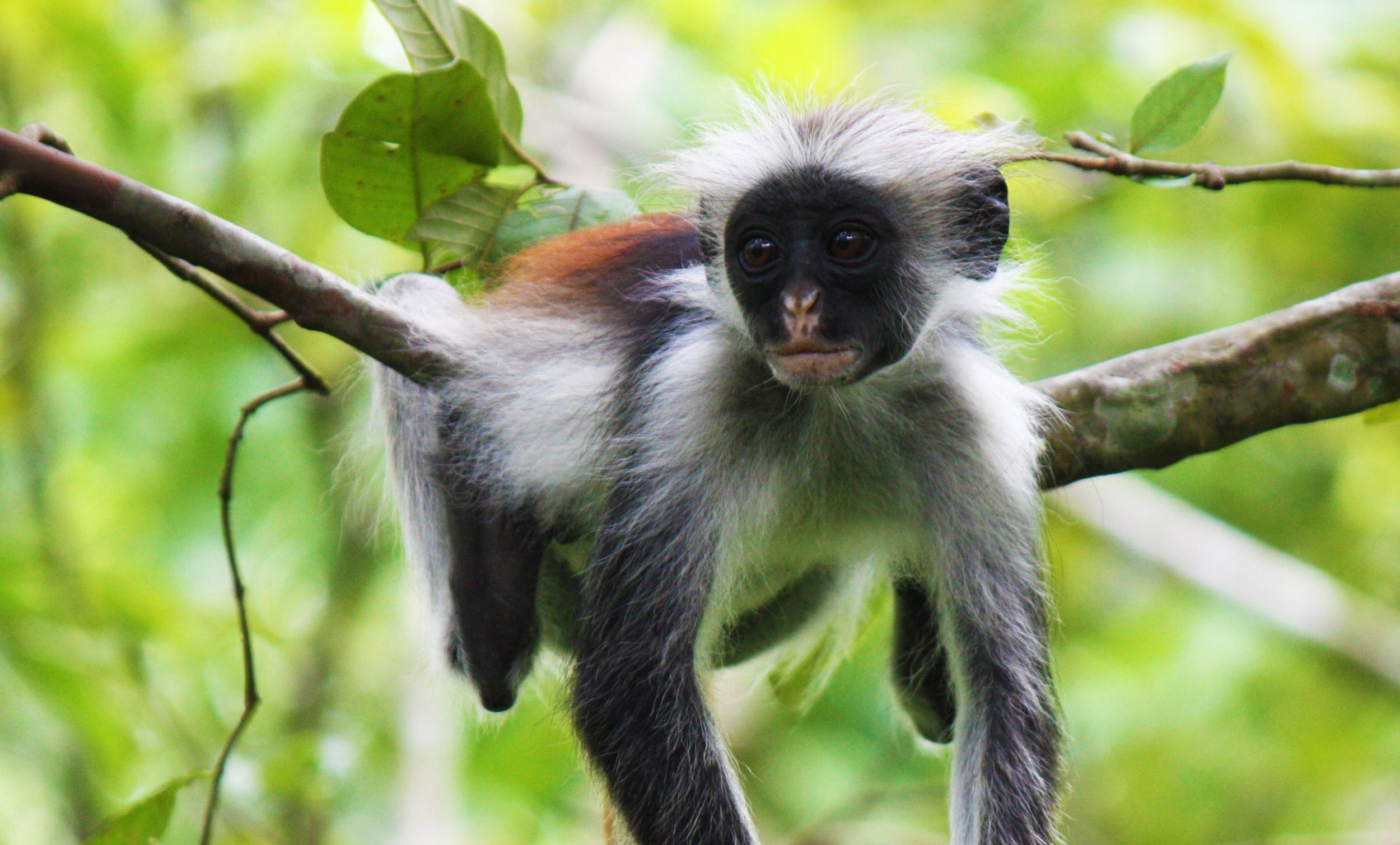 cropped-slide-N-red-colobus-colors-1.jpg | Colors of Zanzibar