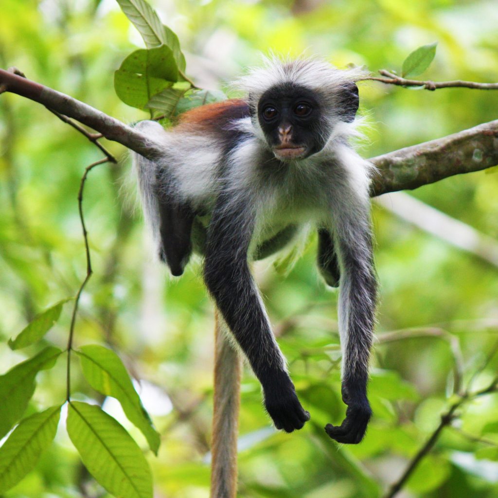 cropped-slide-N-red-colobus-colors-4.jpg | Colors of Zanzibar