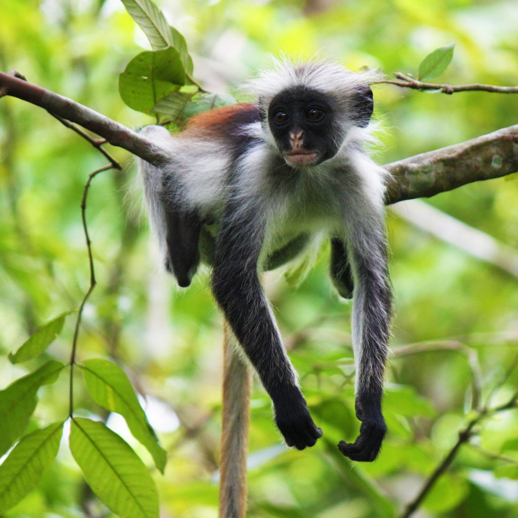 slide N red colobus colors | Colors of Zanzibar